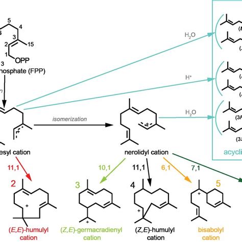 Pdf An Analysis Of Characterized Plant Sesquiterpene Synthases