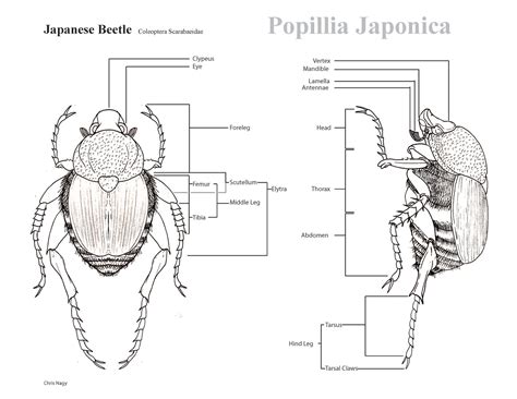 Chris Nagy Illustrator Bug Illustration