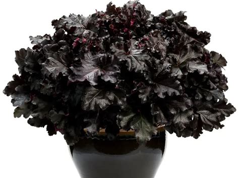 15 Best Perennials For Shade Easy To Grow For Shady Gardens Green