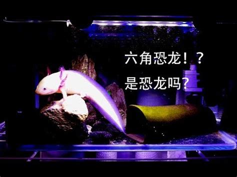 新手不会养六角恐龙4分钟教你如何饲养六角恐龙这个呆萌的小家伙可能会陪伴你30年哦 YouTube