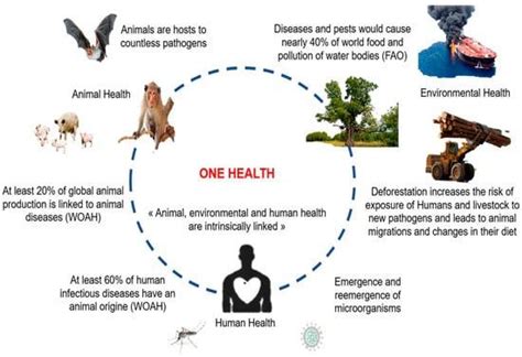 MASSENGO Bienvenu Rigobert Norvi on LinkedIn: One Health Approach to ...