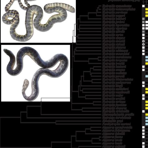 Pdf Trophic Specialization Drives Morphological Evolution In Sea Snakes