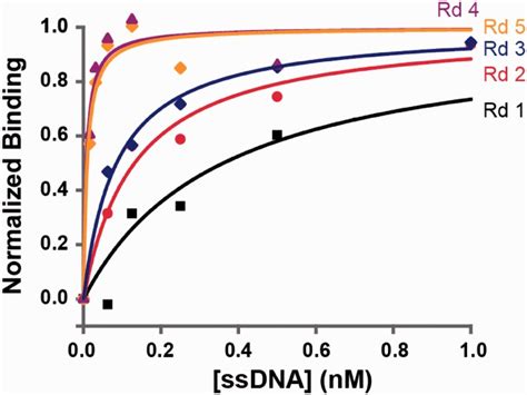 Binding Affinities Of Enriched Aptamer Pools For 5 Rounds Of Selection