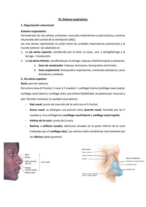 T Apuntes Desde Tema 6 Hasta Tema 12 T6 Sistema Respiratorio
