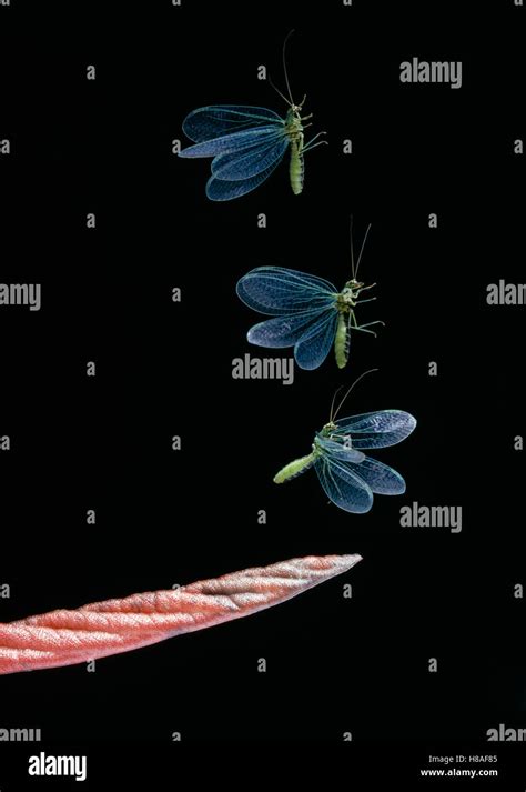 Lacewing Chrysopa Sp Flying Stock Photo Alamy