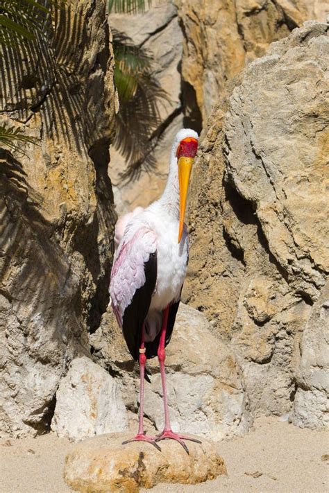 Аист представленный счет желтым цветом Mycteria Ibis Стоковое Изображение изображение