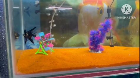 Today My Video Beautiful Colours Fish Aquarium Youtube