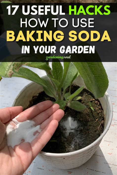 17 Useful Hacks How To Use Baking Soda In Your Garden