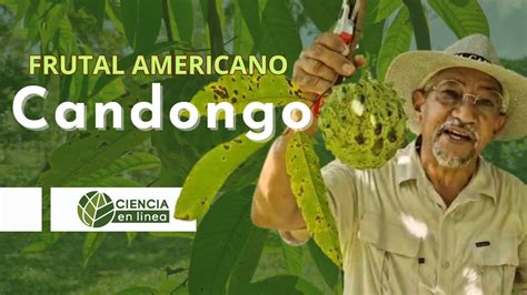 Candongo O Biribá Un Frutal Americano 🍈 Youtube