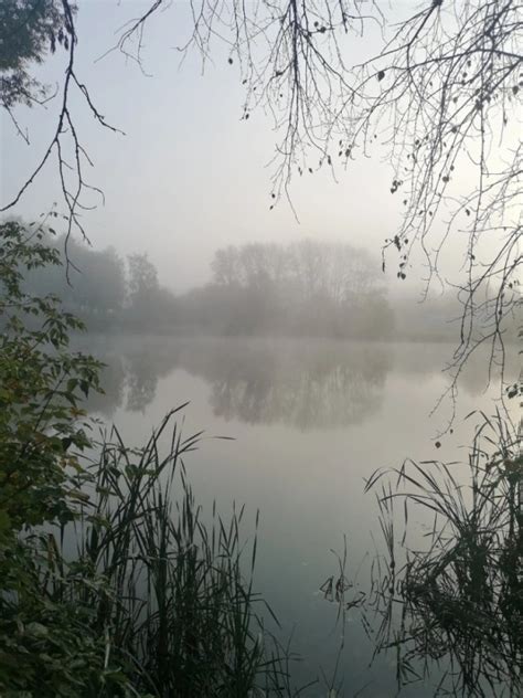 Create Meme Foggy Morning Trees In The Fog Dark Landscape