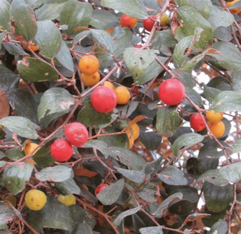 Plant A Tree Of Ber Greenverz