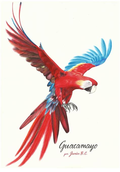 Dibujo De Guacamayo Para Colorear Dibujos Net Dibujos Vrogue Co