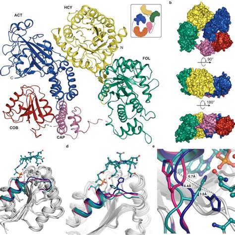 Modular Organization And Dynamic Conformations Of Methionine Synthase Download Scientific