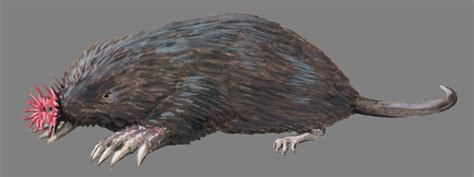 Star Nosed Mole Eyes