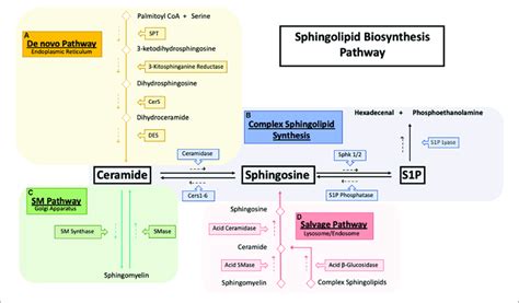 Sphingolipid Synthesis Pathways Sphingolipid Biosynthesis Pathways
