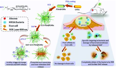 Antibacterial Platform Combining Ptt With Antibiotic Schematic