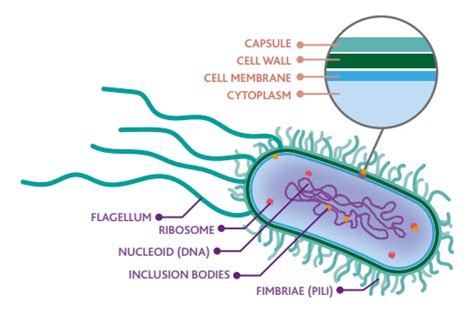 Bacterial Capsule And Slime Layer Unveiling The Microbial Shields