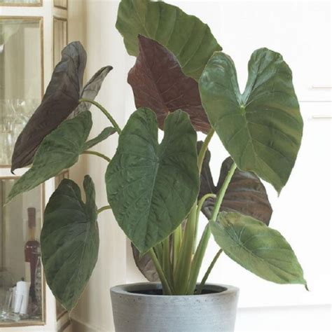 Buy Alocasia Wenti Plant Sapling 1pc Rs99 Sale Online India