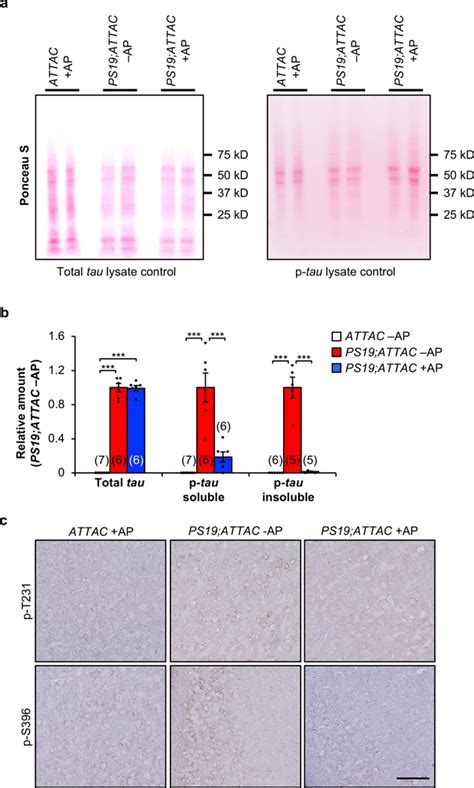 Clearance Of Senescent Glial Cells Prevents Tau Dependent Pathology And