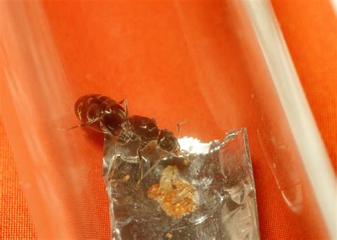 Ccjs Ants Opisthopsis Strobe Ant Melophorus Pheidole Antipodum