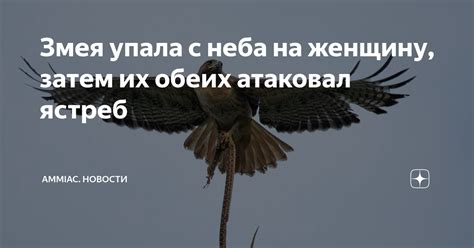 Змея упала с неба на женщину затем их обеих атаковал ястреб Ammiac