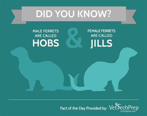 FOTD Male Vs Female Ferrets
