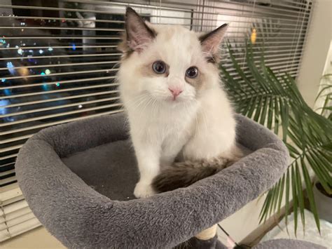 Name My Female Ragdoll Kitten R Namemycat