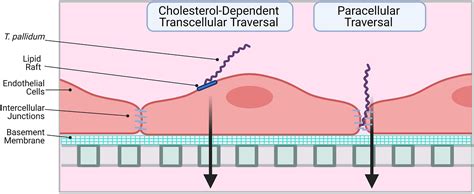 Frontiers Treponema Pallidum Disrupts VE Cadherin Intercellular
