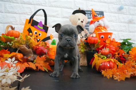 프렌치불독분양 사랑스러운 애기 강아지 빵빵이 웰시코기분양 프렌치불독분양 보스턴테리어분양 이탈리안그레이하운드분양 베들링턴테리어분양 셔틀랜드쉽독분양 코카스파니엘분양 퍼그분양