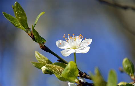 Flores De Arboles Frutales Flor Foto Gratis En Pixabay Pixabay