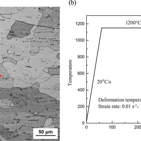 A Optical Microstructure Before Hot Deformation And B Process Of Download Scientific
