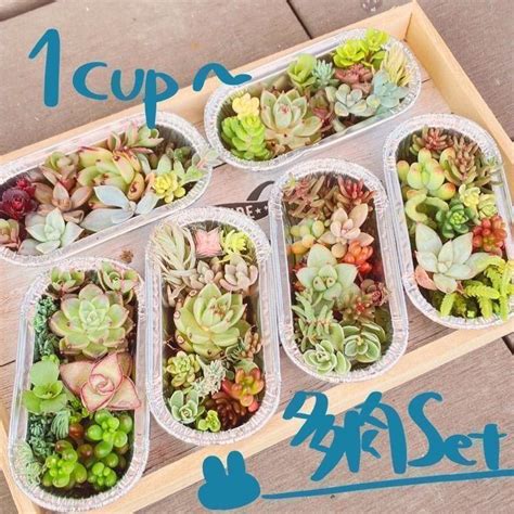 多肉植物カップ メルカリ