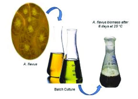 Fungal Biomass Production In A Batch Bioreactor Download Scientific