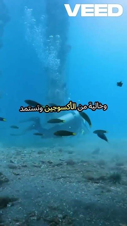 كائنات حية لا تتنفس كيف تعيش في أعماق البحار؟ Youtube