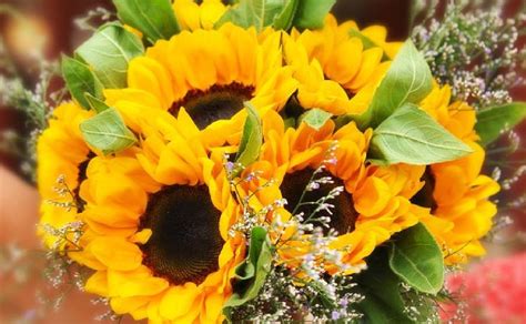 Por Qué Se Regalan Flores Amarillas El 21 De Septiembre