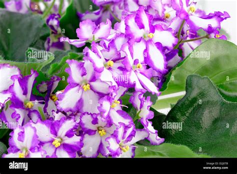 Saintpaulia Ionantha Violette Africaine Banque D Image Et Photos Alamy