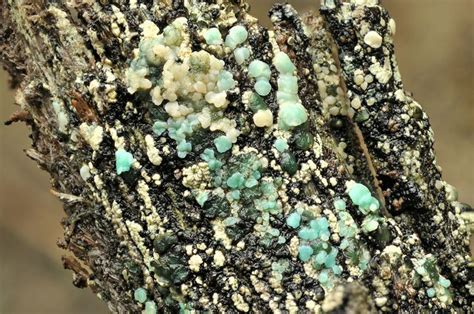 Copper Coloured Lichen