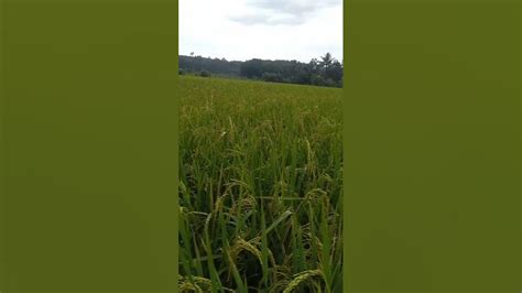 tetep ilmu padi semakin merunduk semakin isi 👍 - YouTube