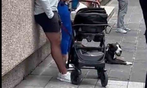 Detienen A Hombre Que Golpeó A Su Perro En Cdmx