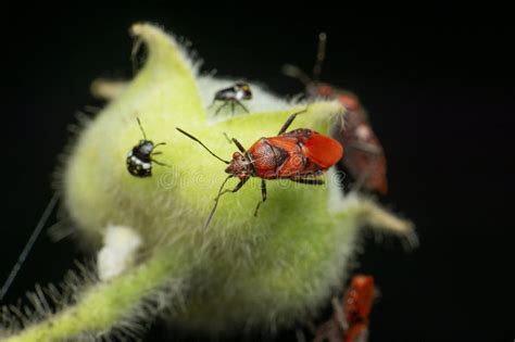 Red Stink Bug Species Closeup Stock Image Image Of Environment Pest