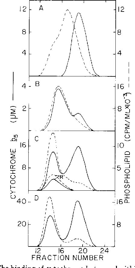 Figure 1 From The Interaction Of Nadh Cytochrome B5 Reductase And