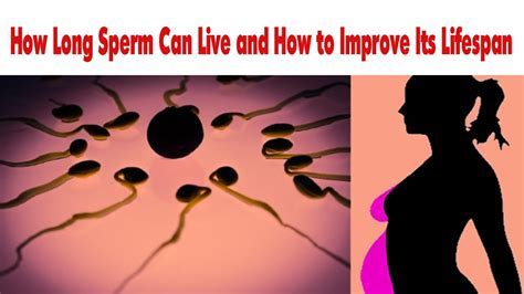 How Long Does Sperm Live Inside The Female Reproductive Tract