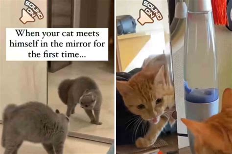 Hilarious Video Cats Have A Complicated Relationship With Mirrors