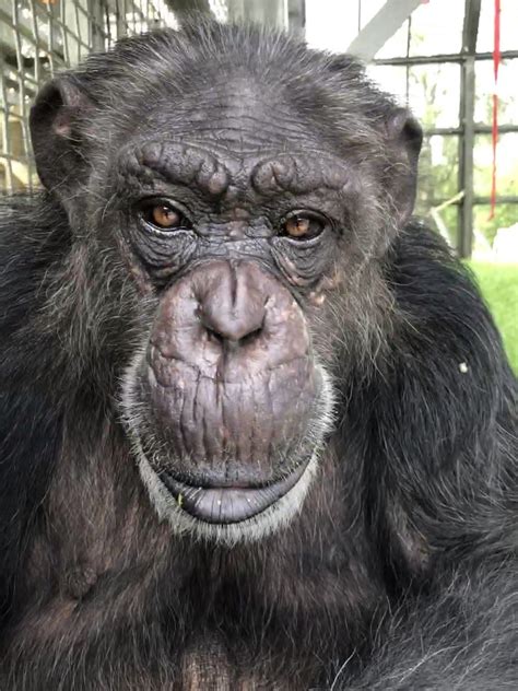 Daisy Center For Great Apes