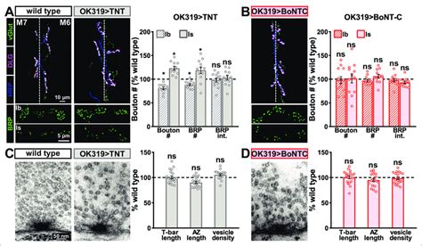 Botulinum Neurotoxin Bont C Expression Does Not Perturb Presynaptic Download Scientific