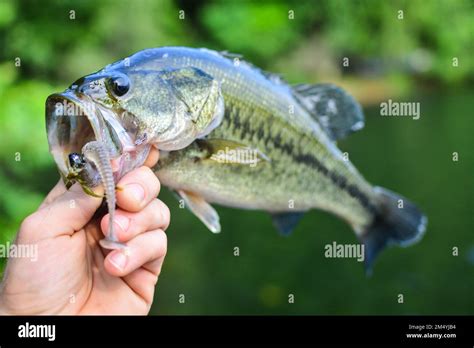 Holding Great Summer Catch Bass Fishing Summer Activity Shore Lake