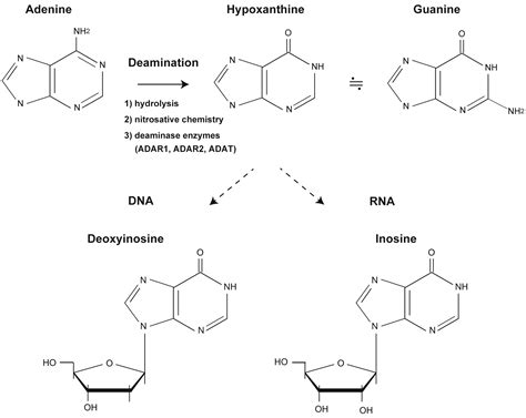 Biomolecules Free Full Text Diversity Of Endonuclease V From Dna