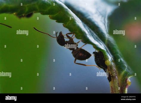 Macro Photo Of An Ant Standing On A Plant Stock Photo Alamy