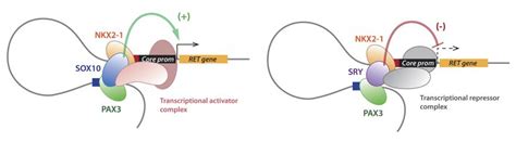 sry as a male specific genetic modifier in human diseases laulab