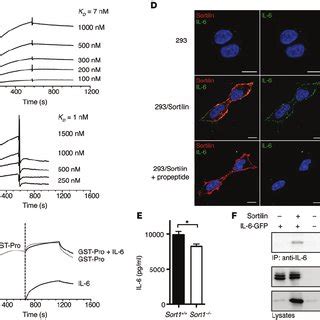 PDF Targeting Sortilin In Immune Cells Reduces Proinflammatory Cytokines And Atherosclerosis